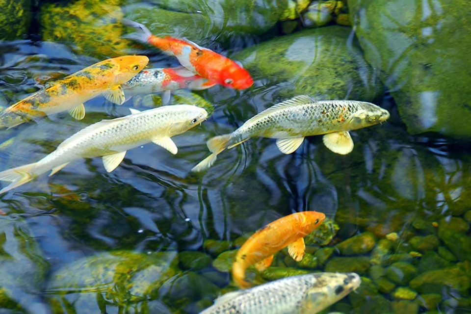 Cultivate a Healthy Ecosystem When Building a Backyard Pond