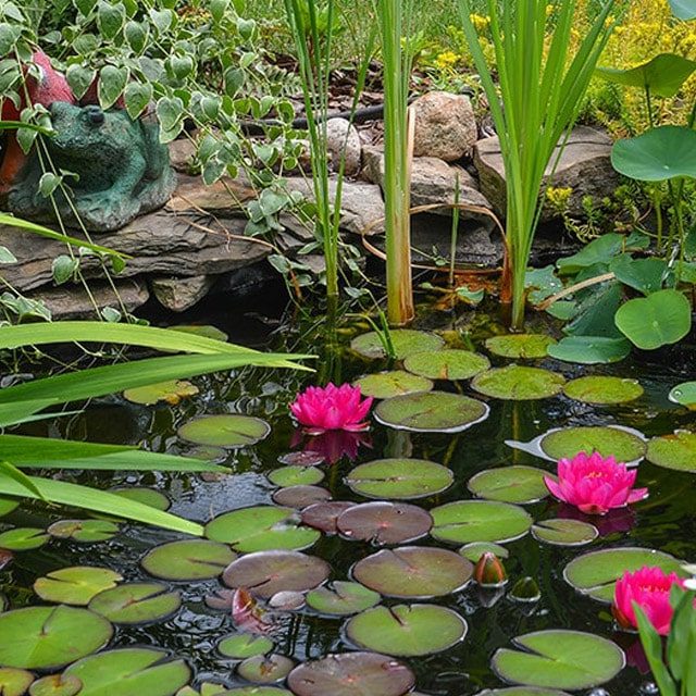 Learn How You Can Maintain Your Pond’s Ecosystem